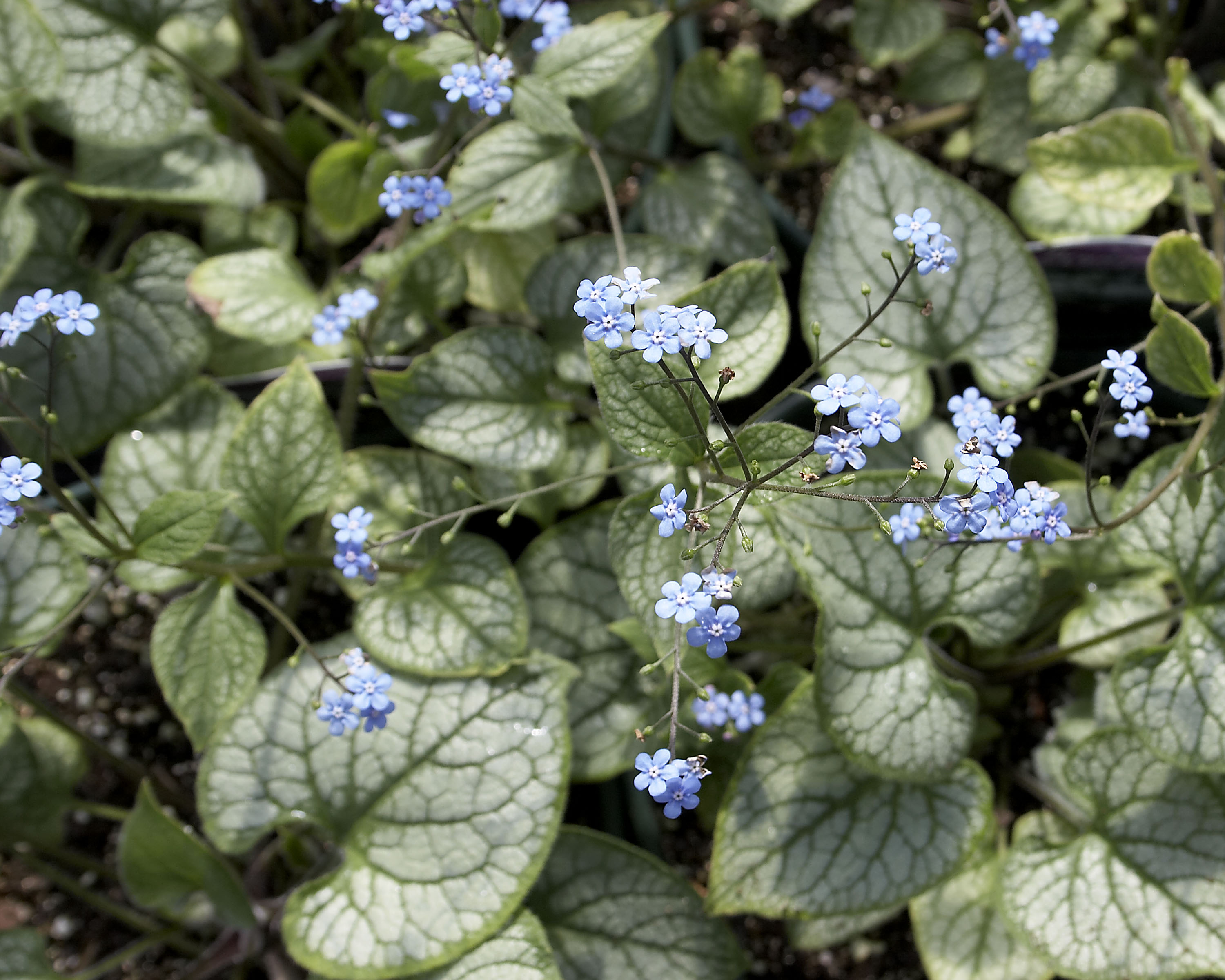 Brunnera_macrophylla.jpg