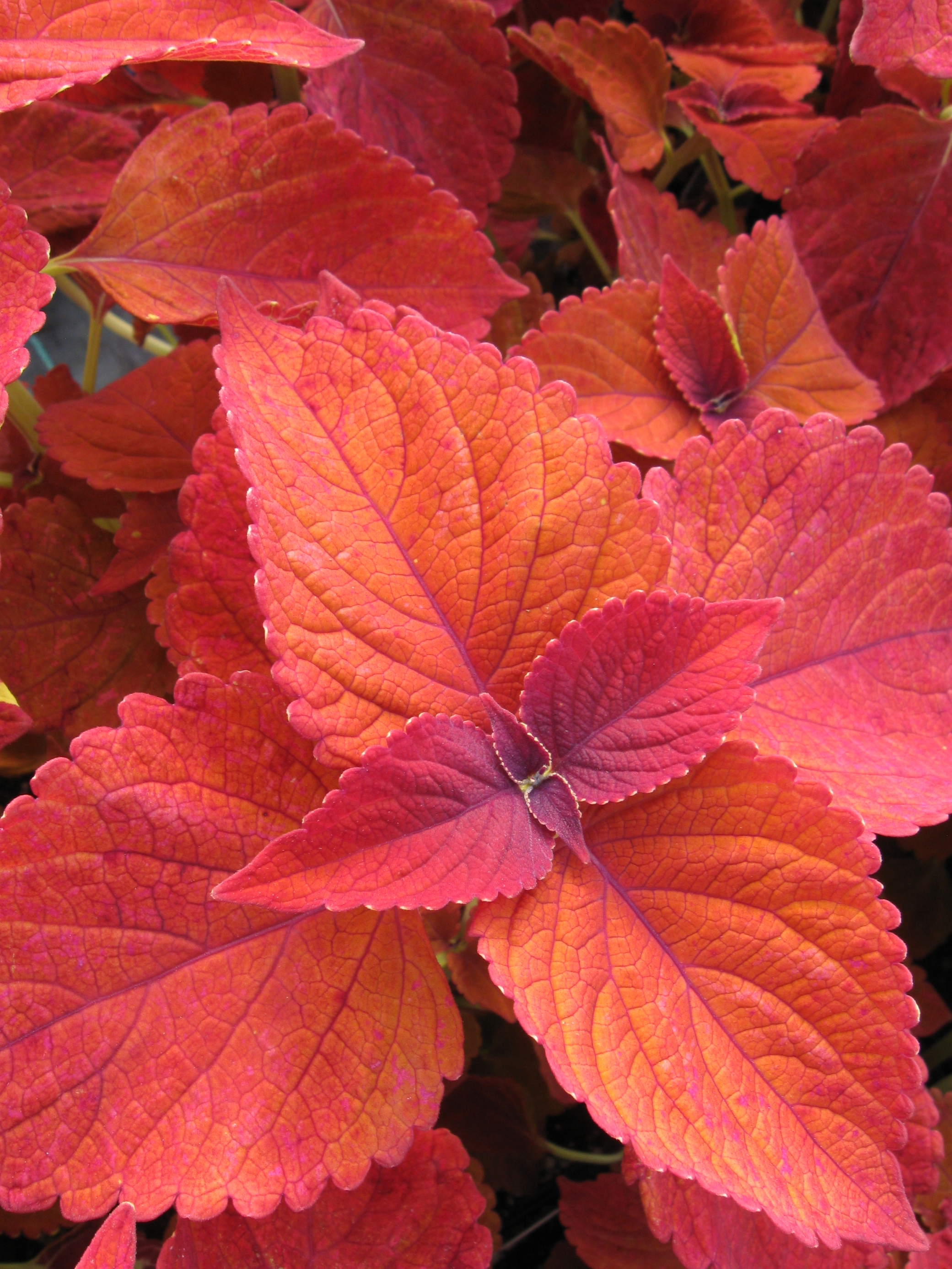 coleus sedona